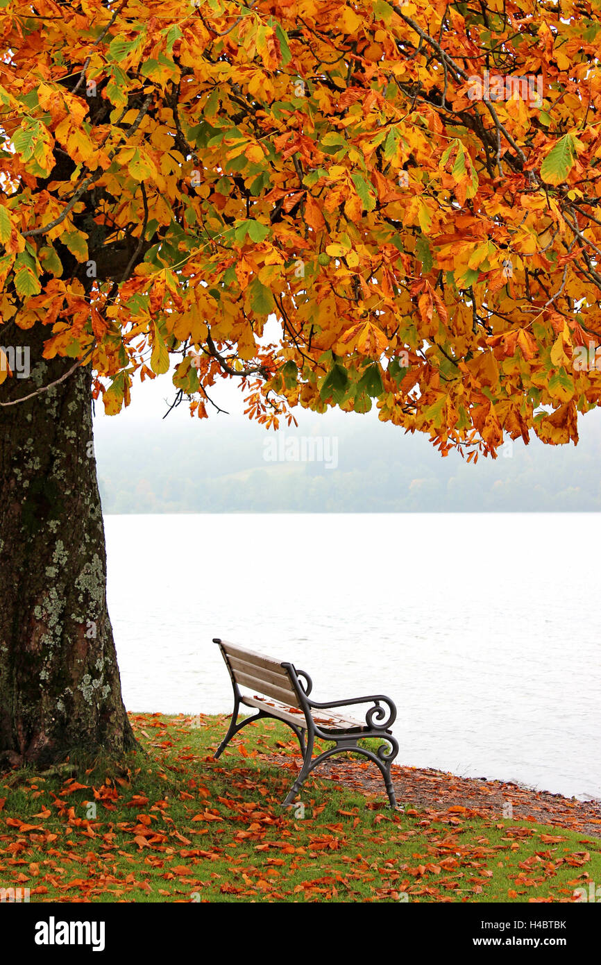 Autumn, broad-leaved tree, bench, lake Stock Photo - Alamy