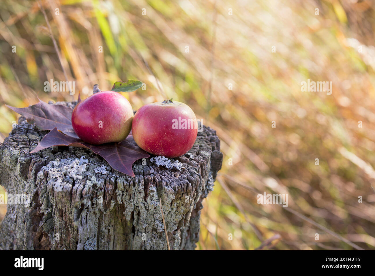 Apples on tree stump Stock Photo - Alamy