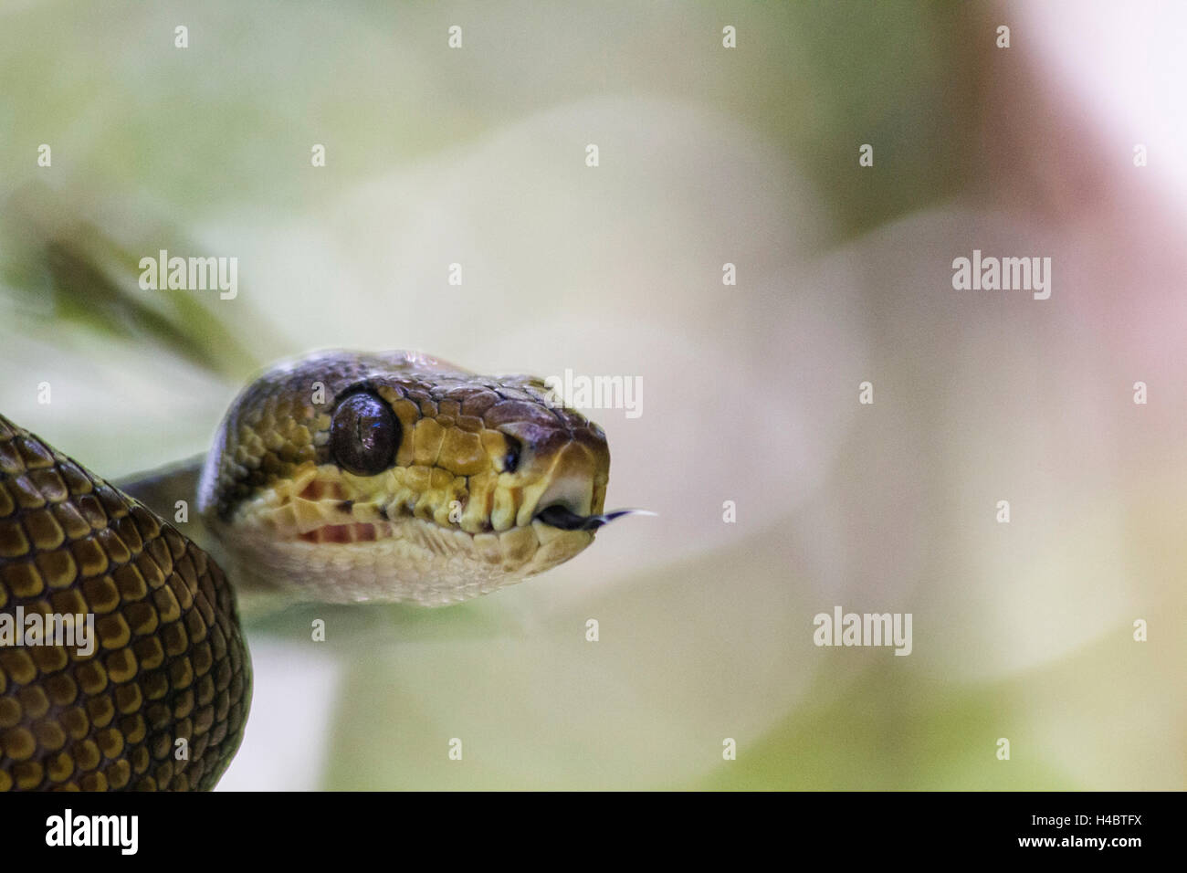 Darting tongue out hi-res stock photography and images - Alamy