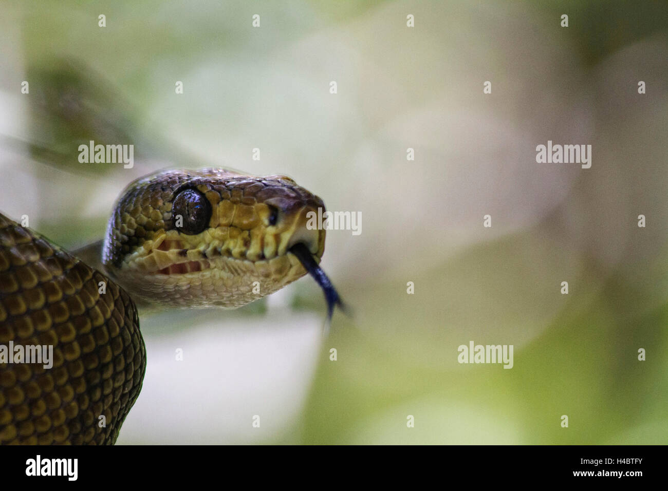 Tree python darting its tongue in and out Stock Photo - Alamy