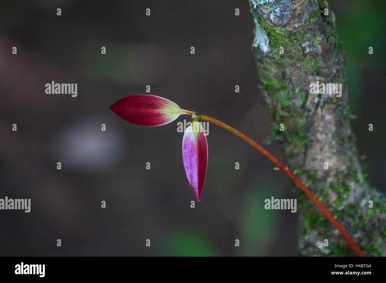 Scion tree instinct hi-res stock photography and images - Alamy