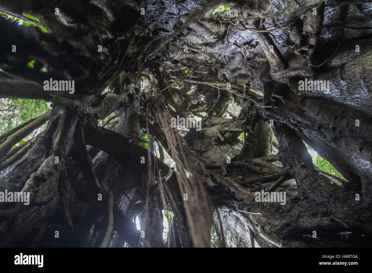 Strangler fig hollow hi-res stock photography and images - Alamy