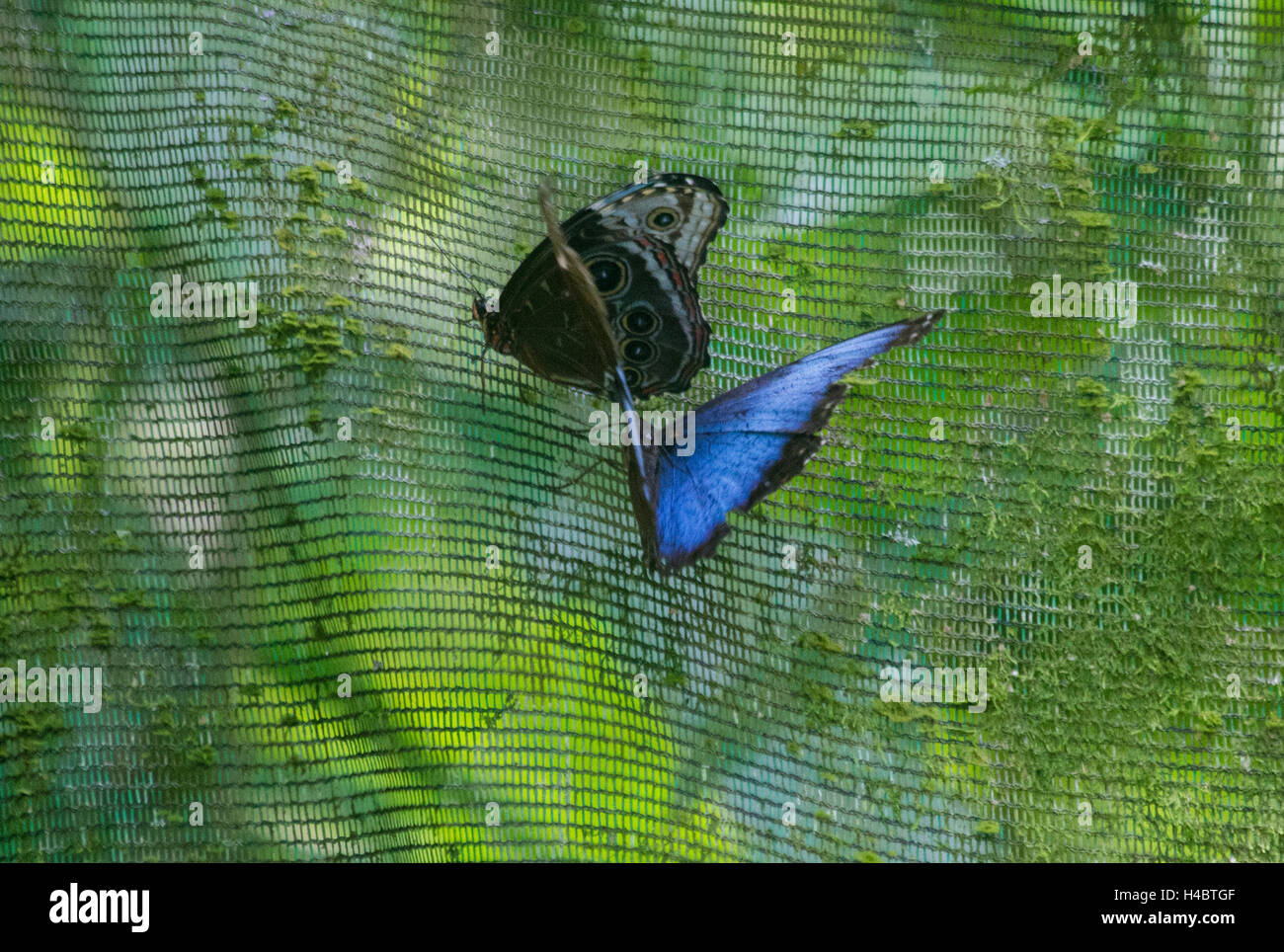 Morpho costa rica hi-res stock photography and images - Alamy