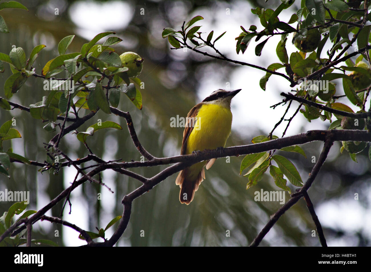 Lizard at the volcano Rincon de Vieja Stock Photo - Alamy