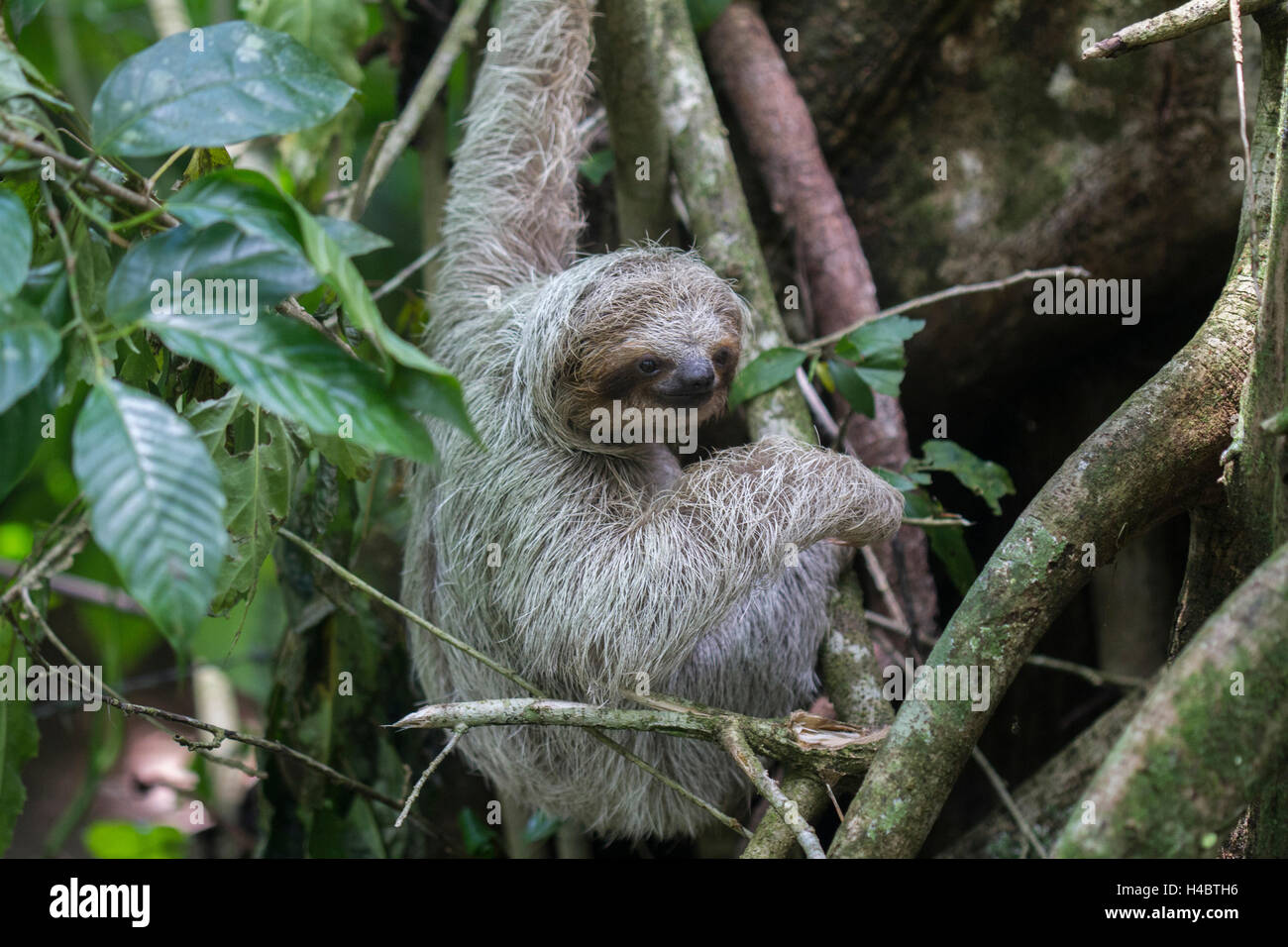 3 finger sloth hi-res stock photography and images - Alamy