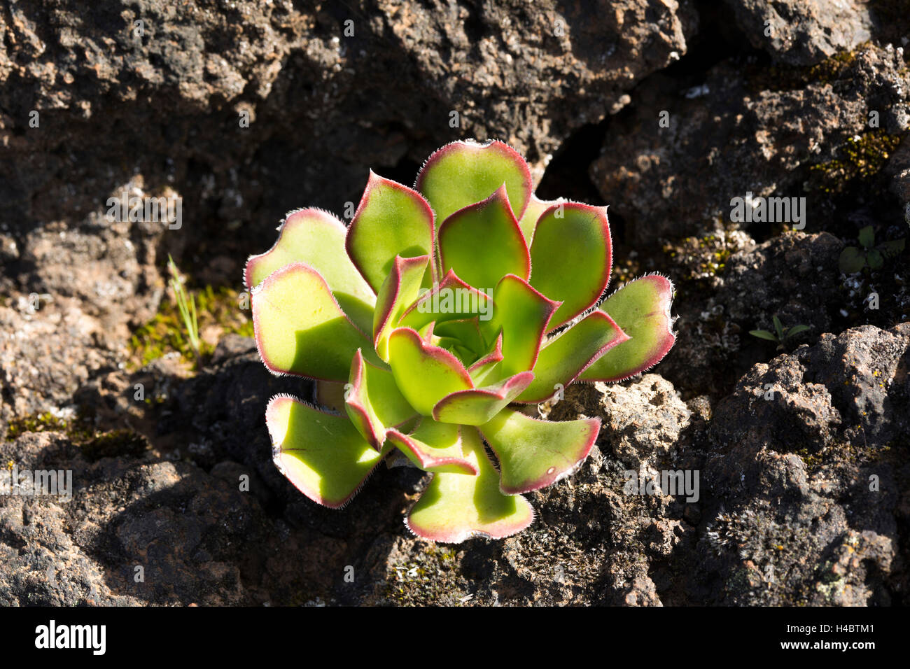 Aeonium appendiculatum, succulent, Tenerife, Canary Islandss, Spain ...