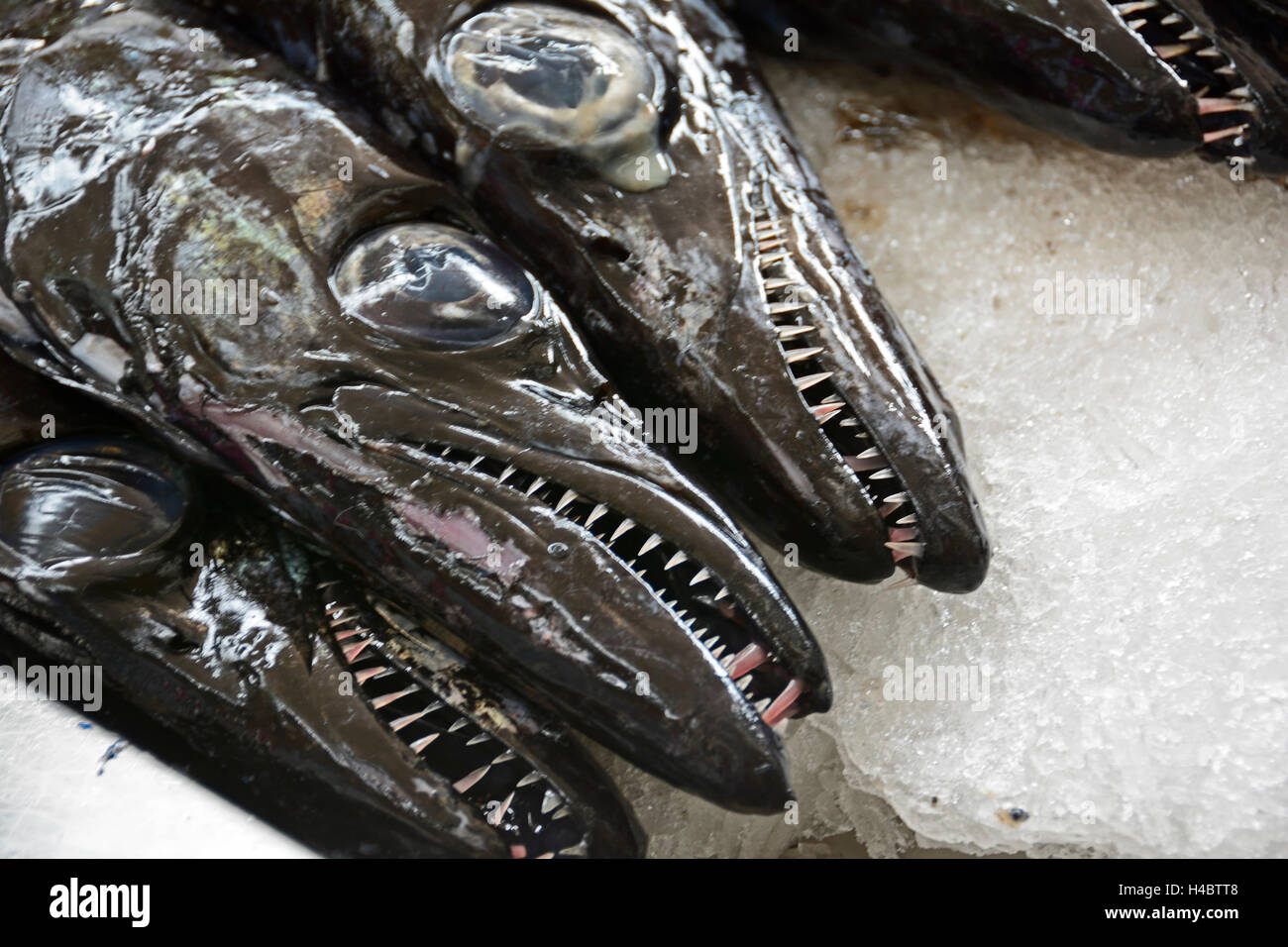 Black scabbardfish hi-res stock photography and images - Alamy