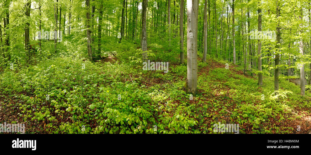 Deciduous forest in spring Stock Photo - Alamy