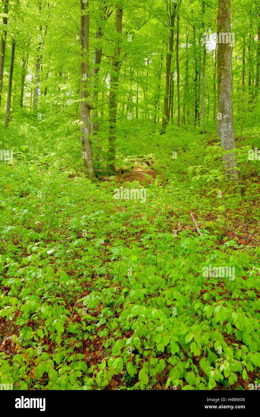 Deciduous forest in spring Stock Photo - Alamy