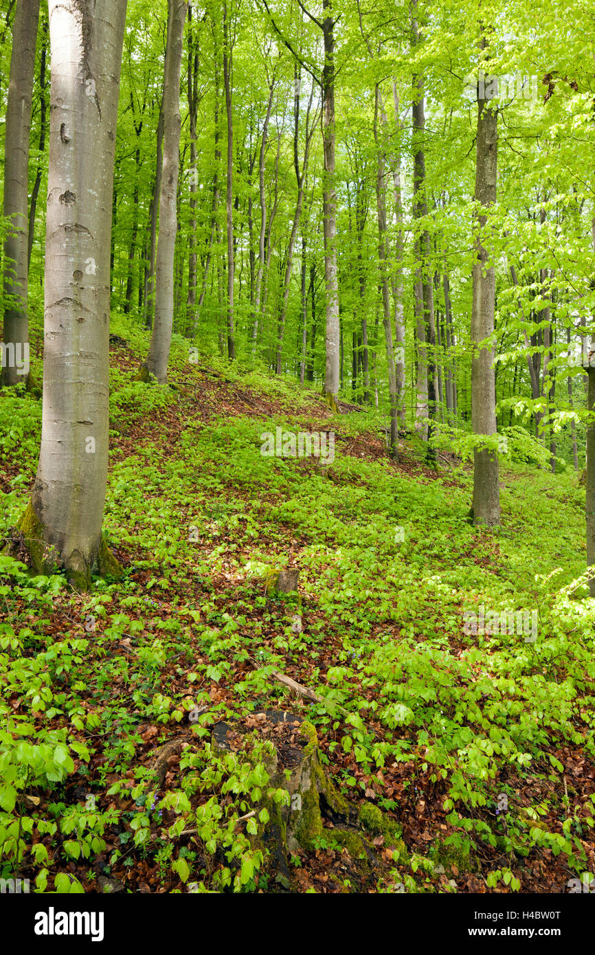 Deciduous forest in spring Stock Photo - Alamy