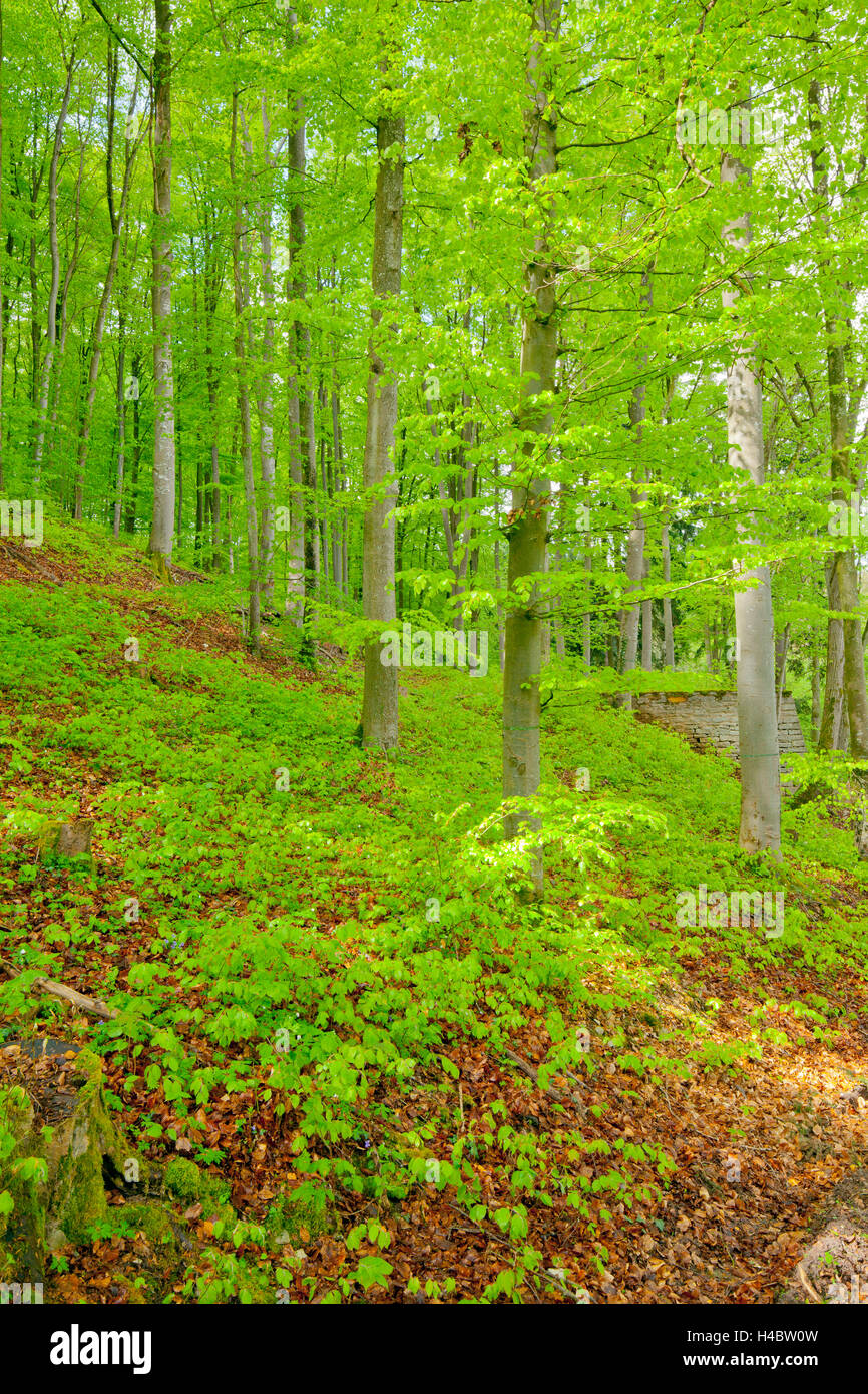 Deciduous forest in spring Stock Photo - Alamy