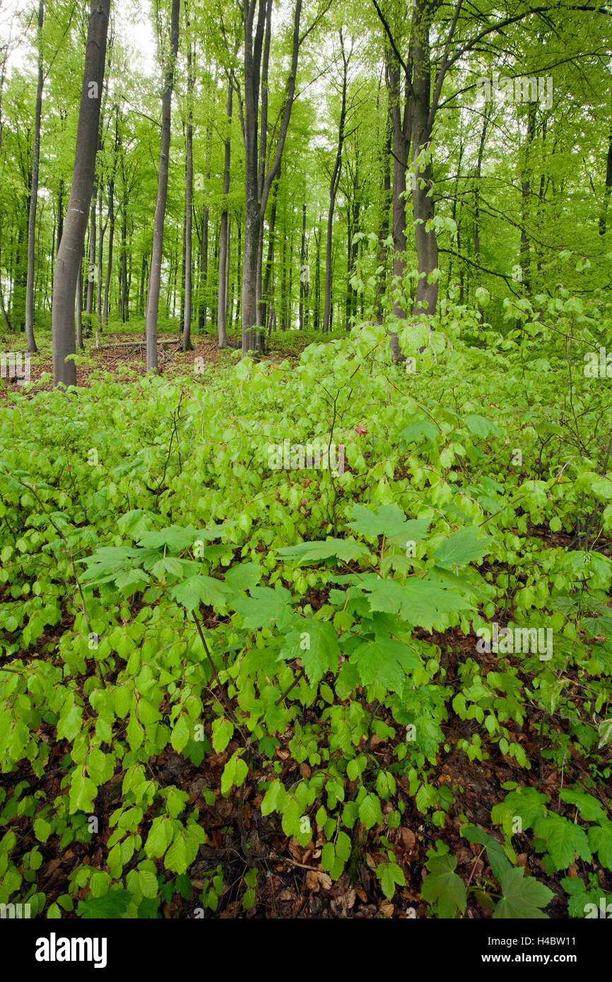 Deciduous forest in spring Stock Photo - Alamy