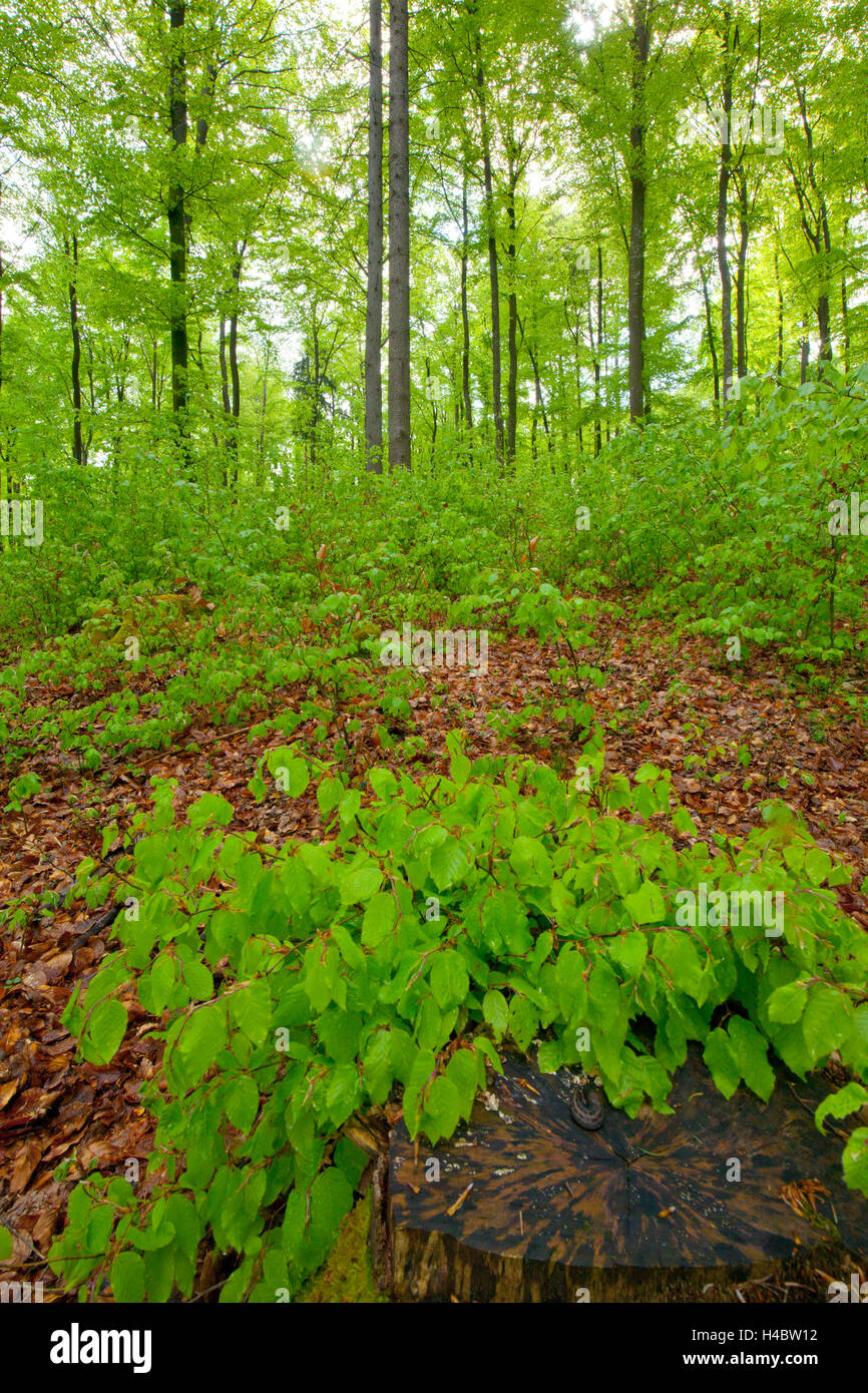 Deciduous forest in spring Stock Photo - Alamy