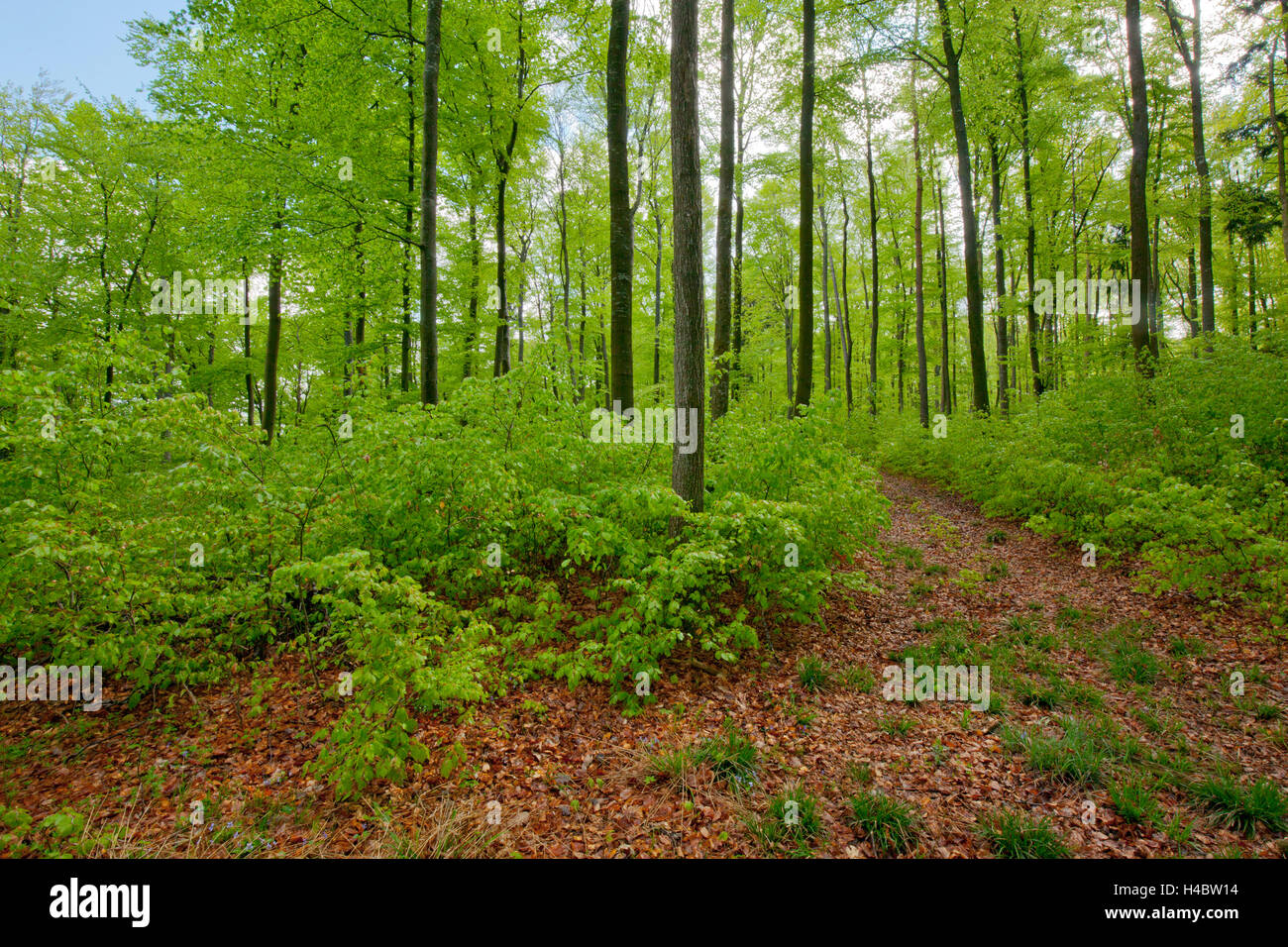 Deciduous forest in spring Stock Photo - Alamy