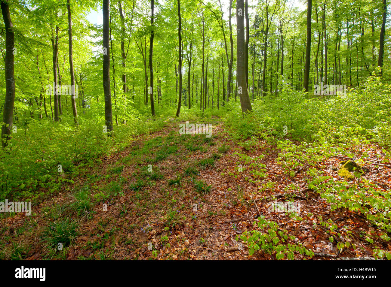 Deciduous forest in spring Stock Photo - Alamy