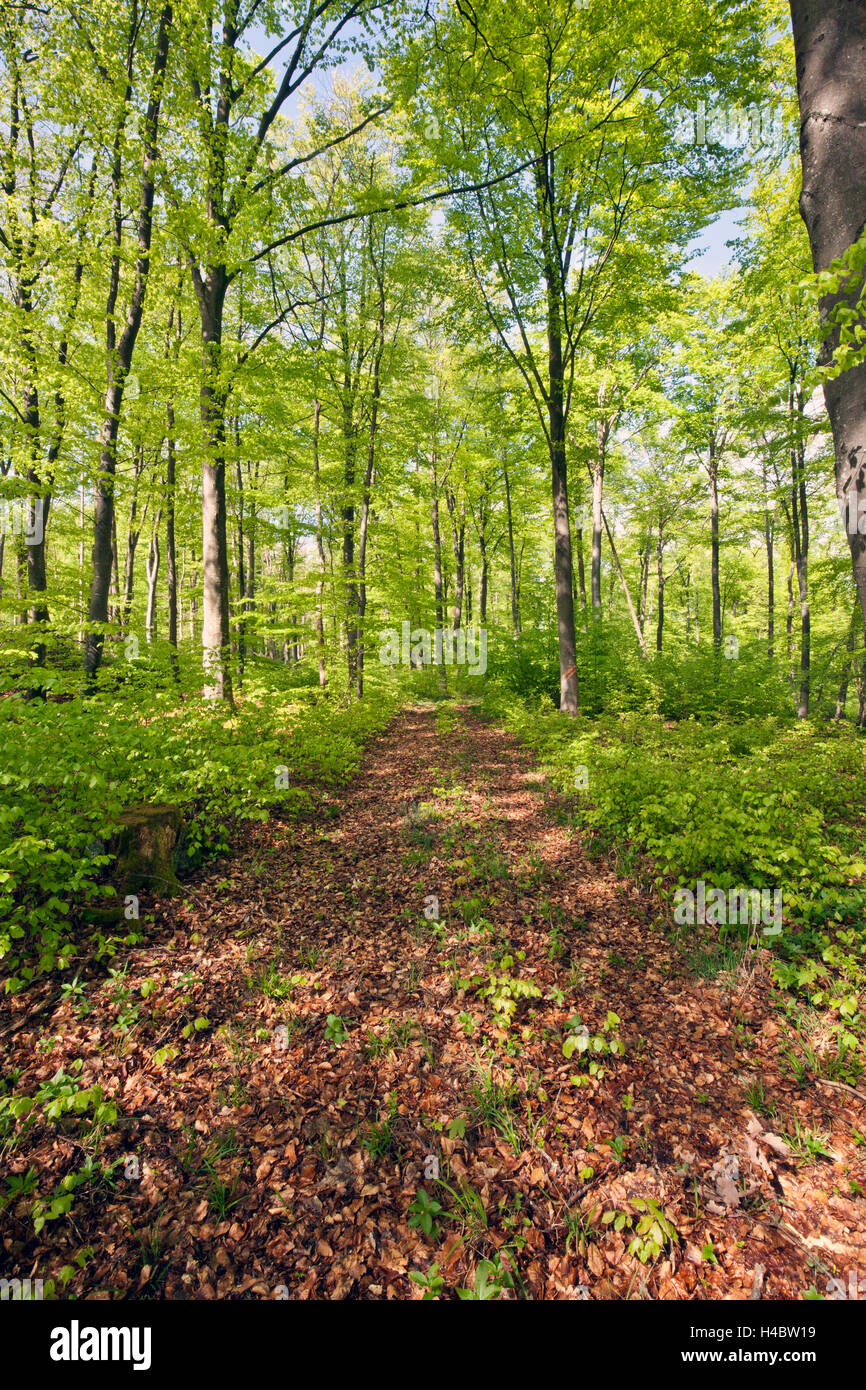 Deciduous forest in spring Stock Photo - Alamy