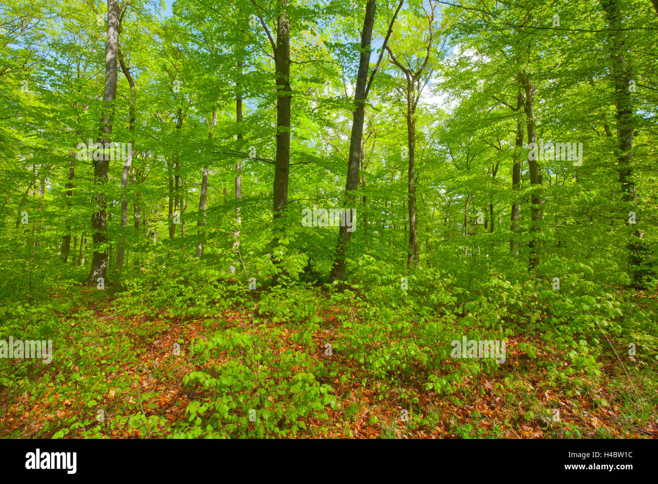 Deciduous forest in spring Stock Photo - Alamy