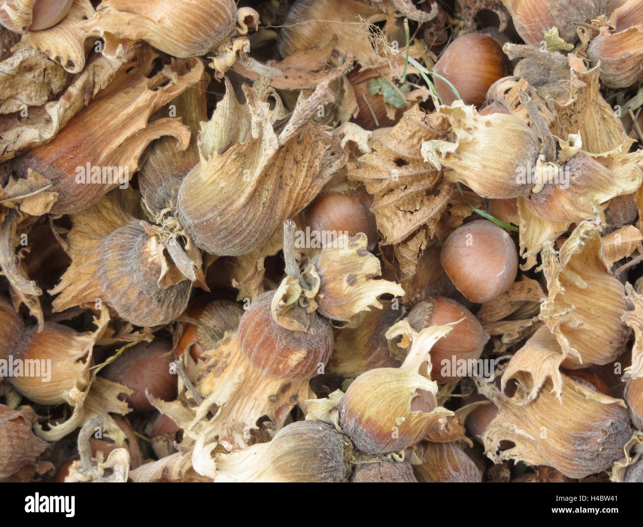 natural ripe hazelnuts as background Stock Photo - Alamy