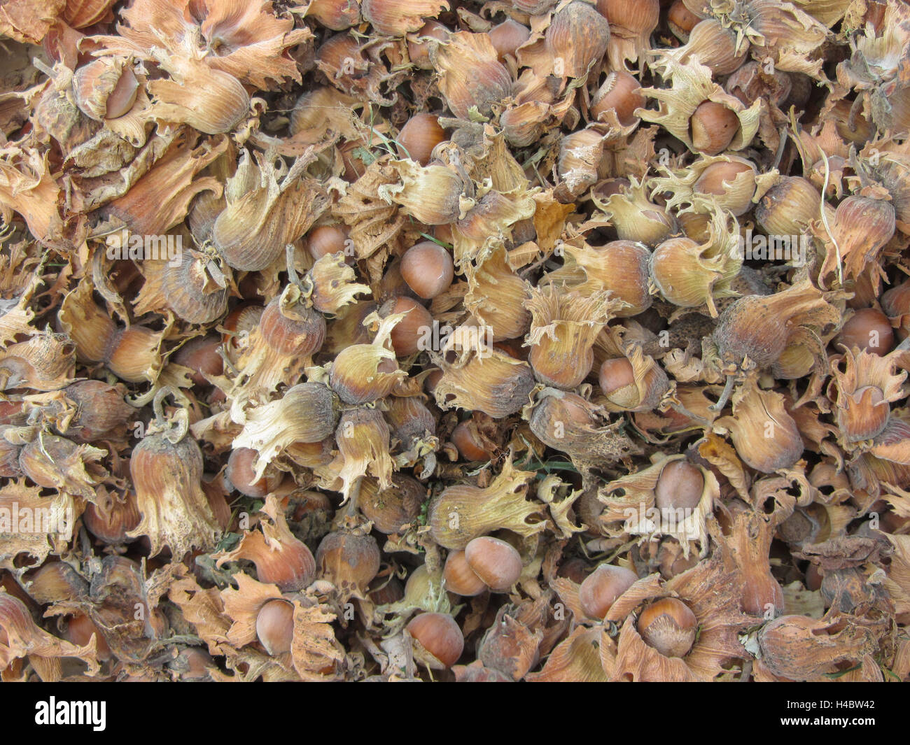 natural ripe hazelnuts as background Stock Photo - Alamy