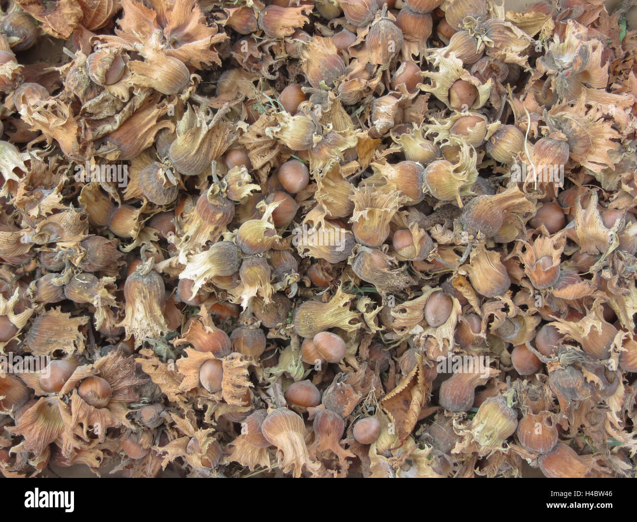 natural ripe hazelnuts as background Stock Photo - Alamy
