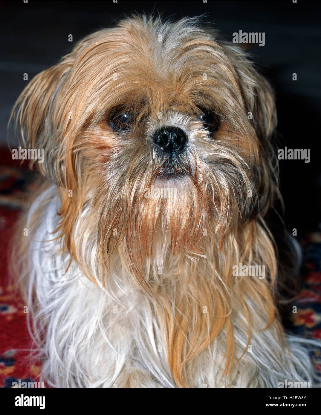 Shih hi-res stock photography and images - Alamy