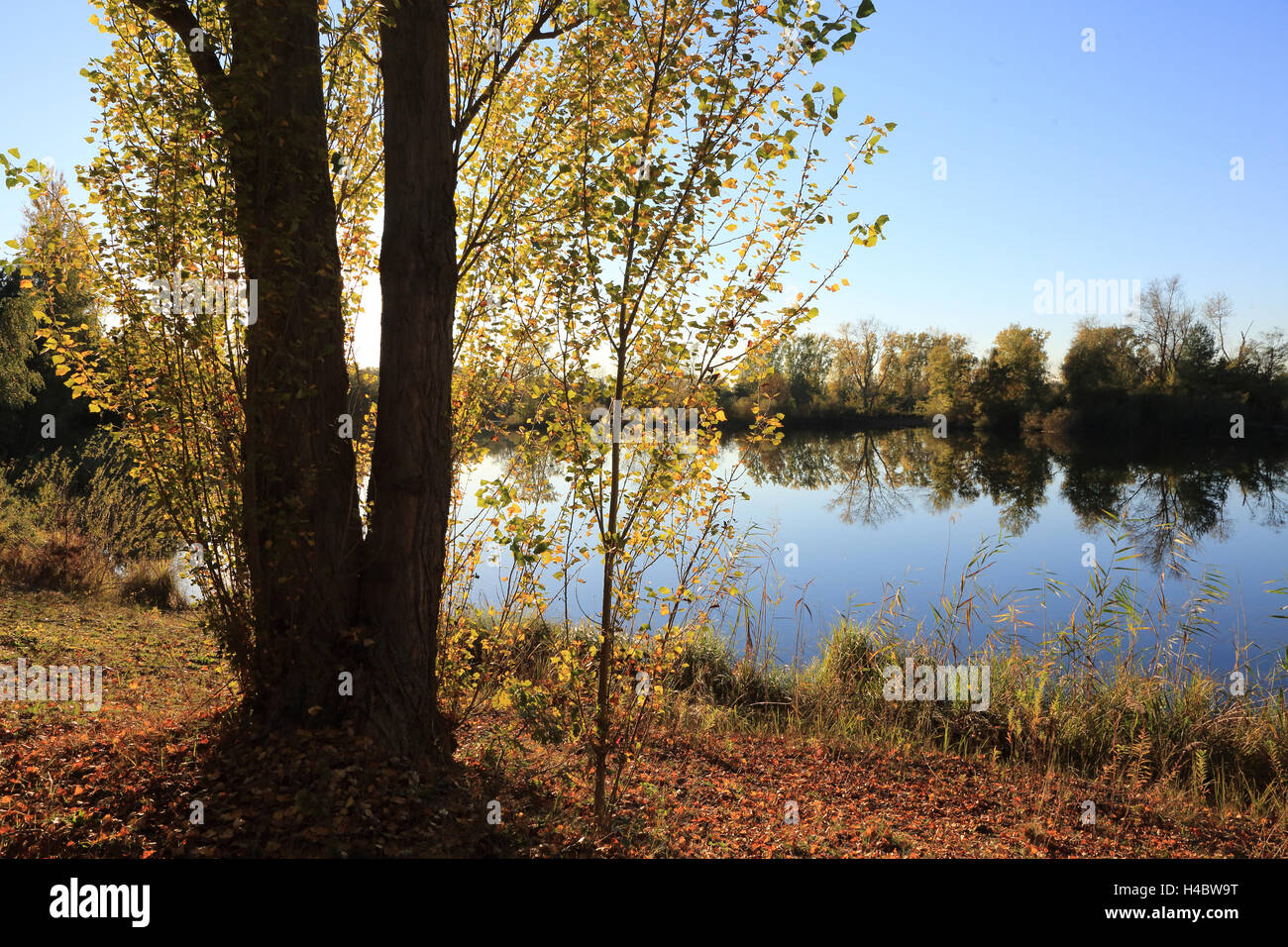 Meadow scenery in autumn Stock Photo - Alamy