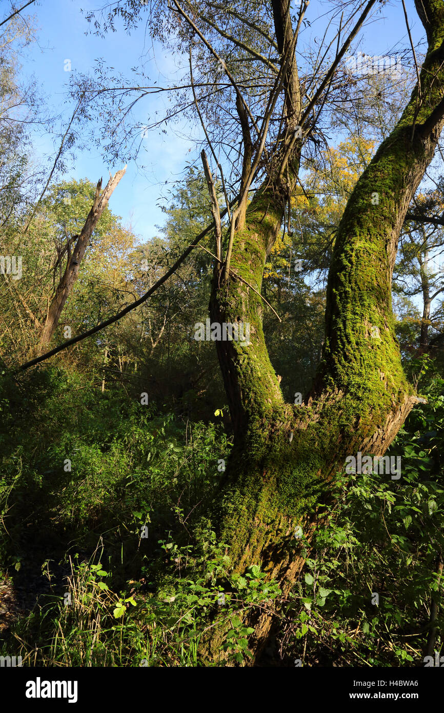 Meadow scenery in autumn Stock Photo - Alamy