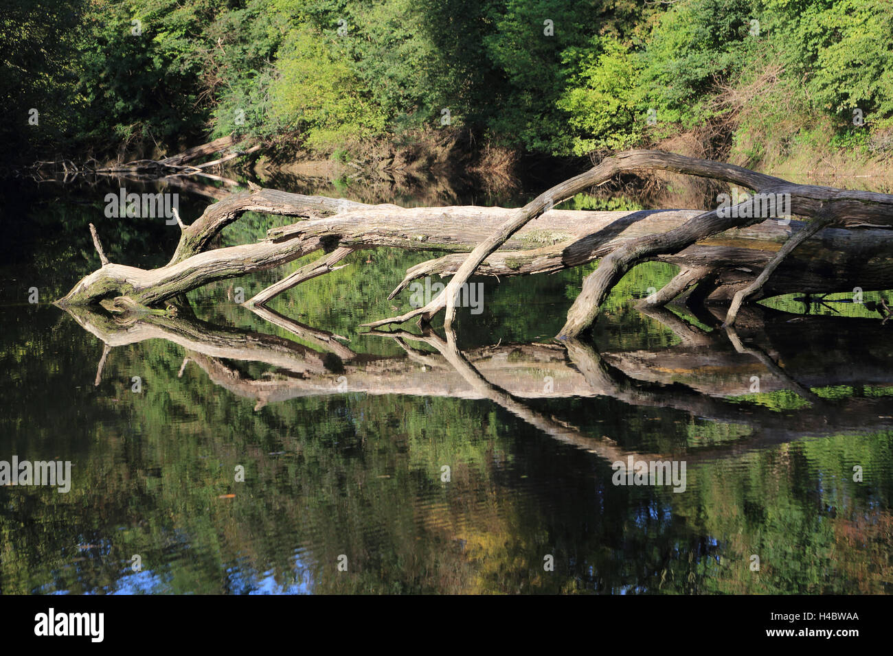 Meadow scenery in summer Stock Photo - Alamy