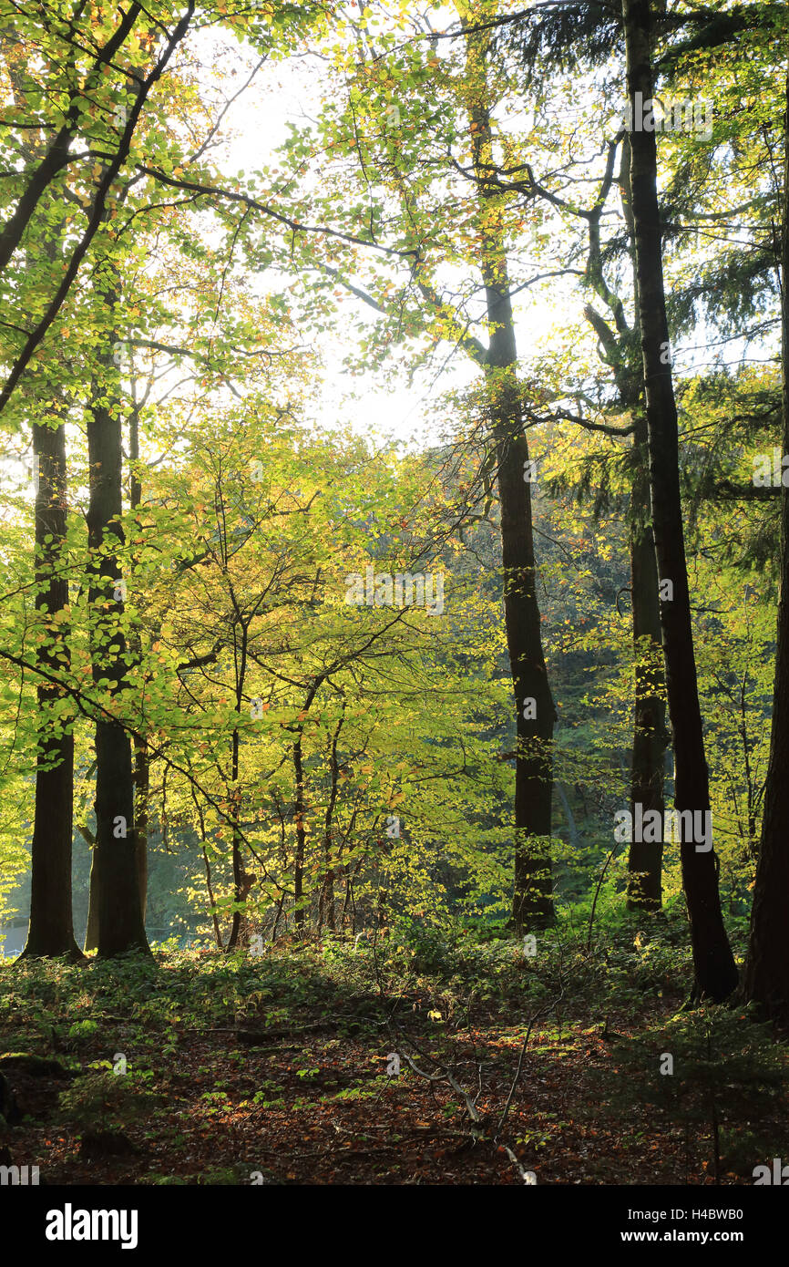 Beech forest buchenwald hi-res stock photography and images - Alamy