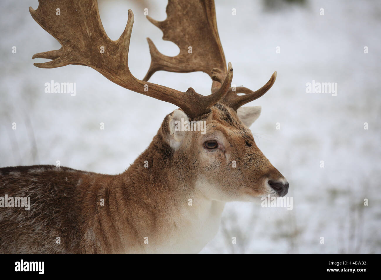 Fallow deer, Dama dama Stock Photo - Alamy