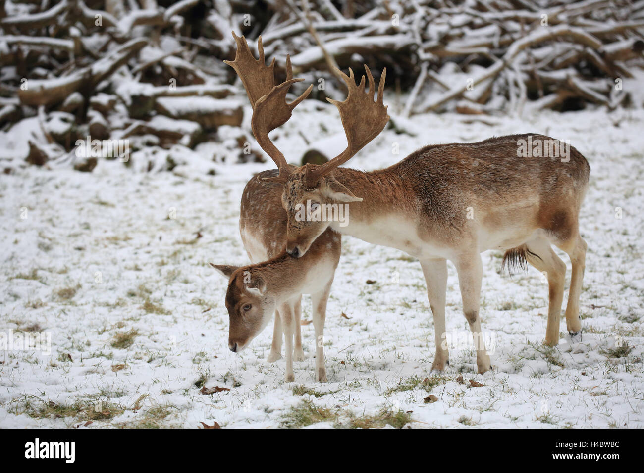 Fallow deer couple in winter, Dama dama Stock Photo - Alamy