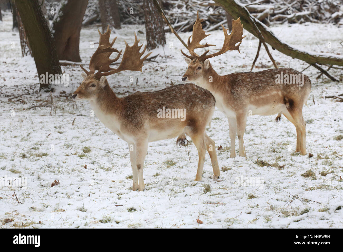 Fallow deer winter hi-res stock photography and images - Alamy