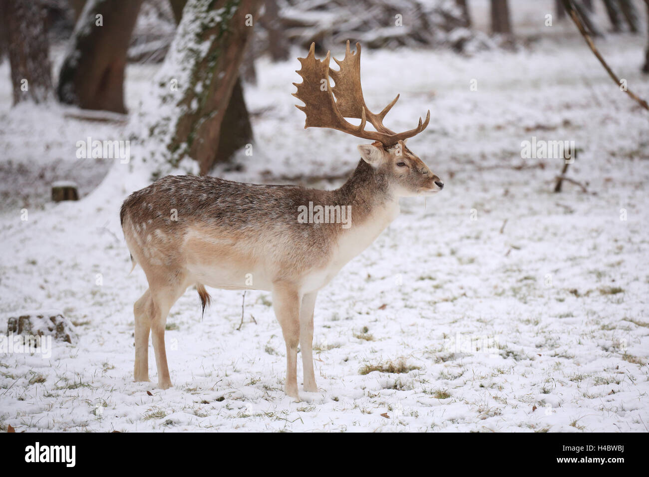Fallow deer winter hi-res stock photography and images - Alamy