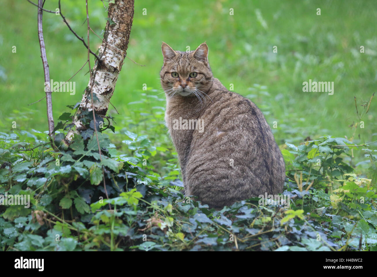 Wildcat european hi-res stock photography and images - Alamy