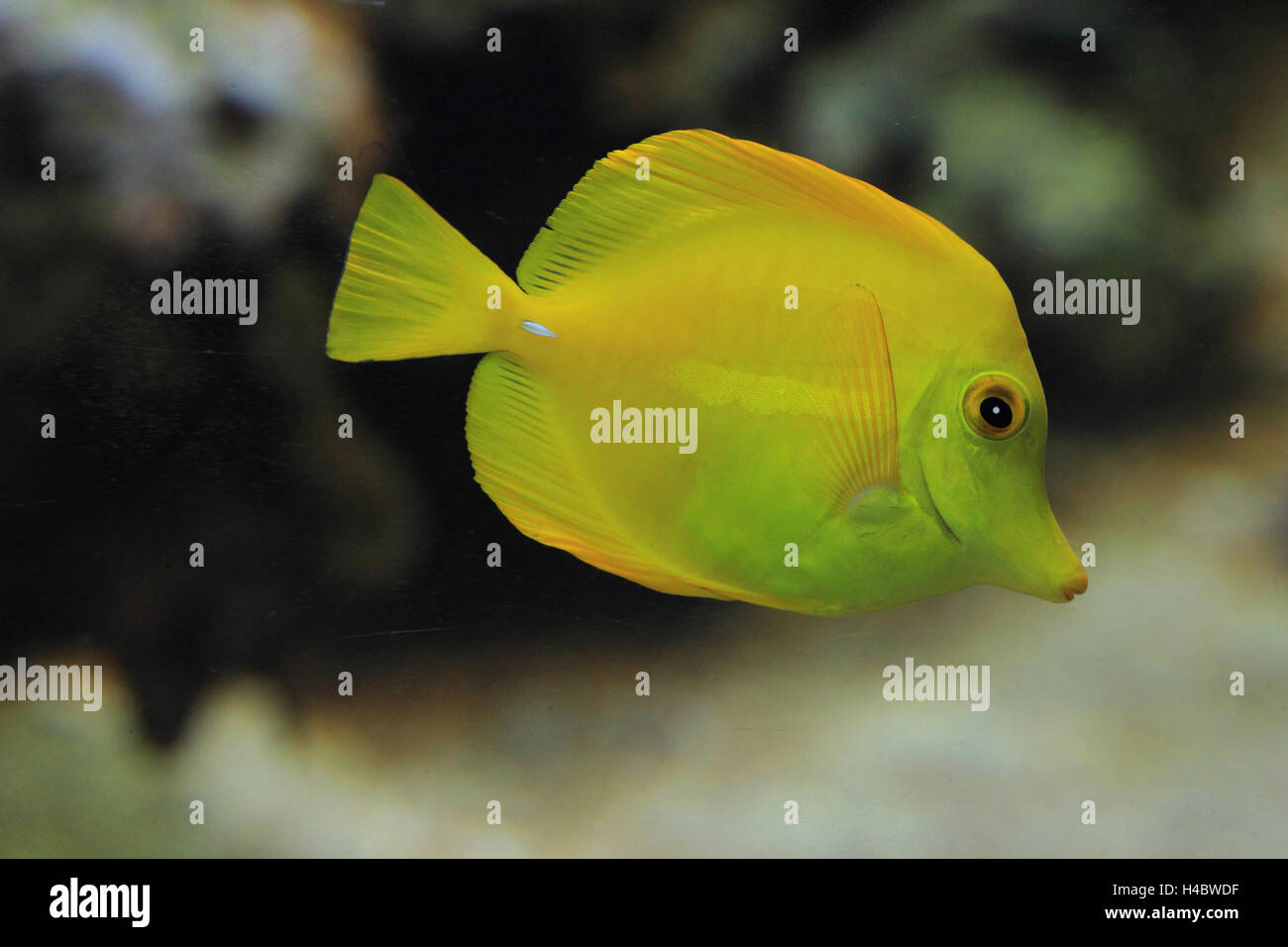 Barber fish hi-res stock photography and images - Alamy