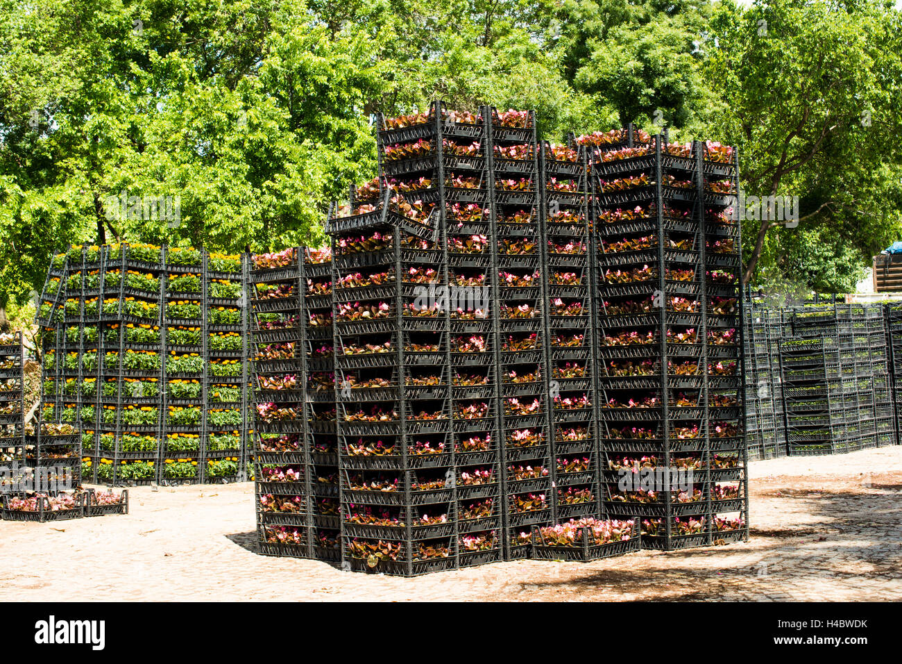 Crates of pink flowers on a sunny spring day Stock Photo - Alamy