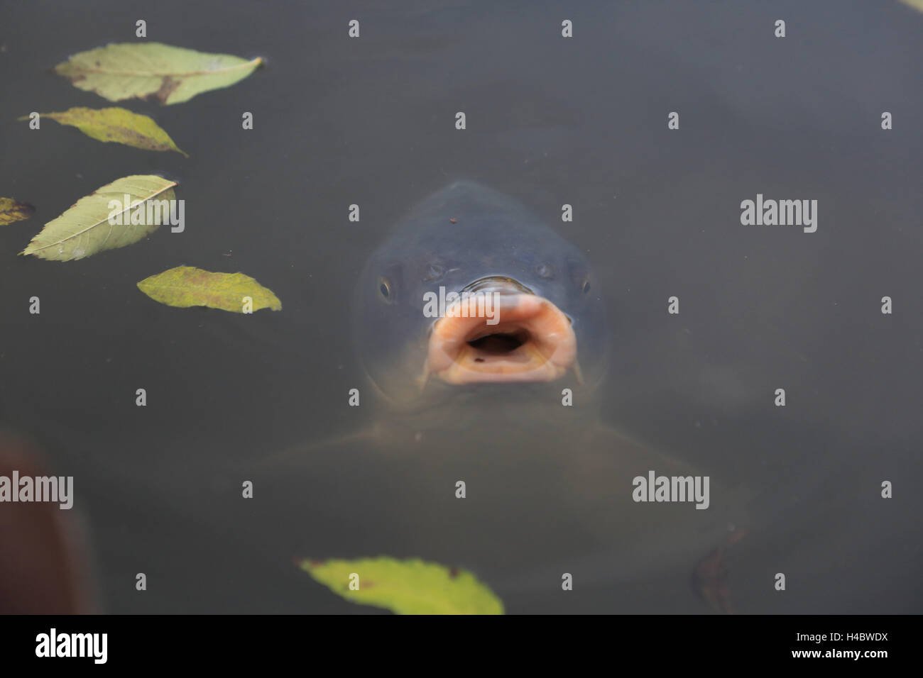 Carp Cyprinus carpio Stock Photo - Alamy