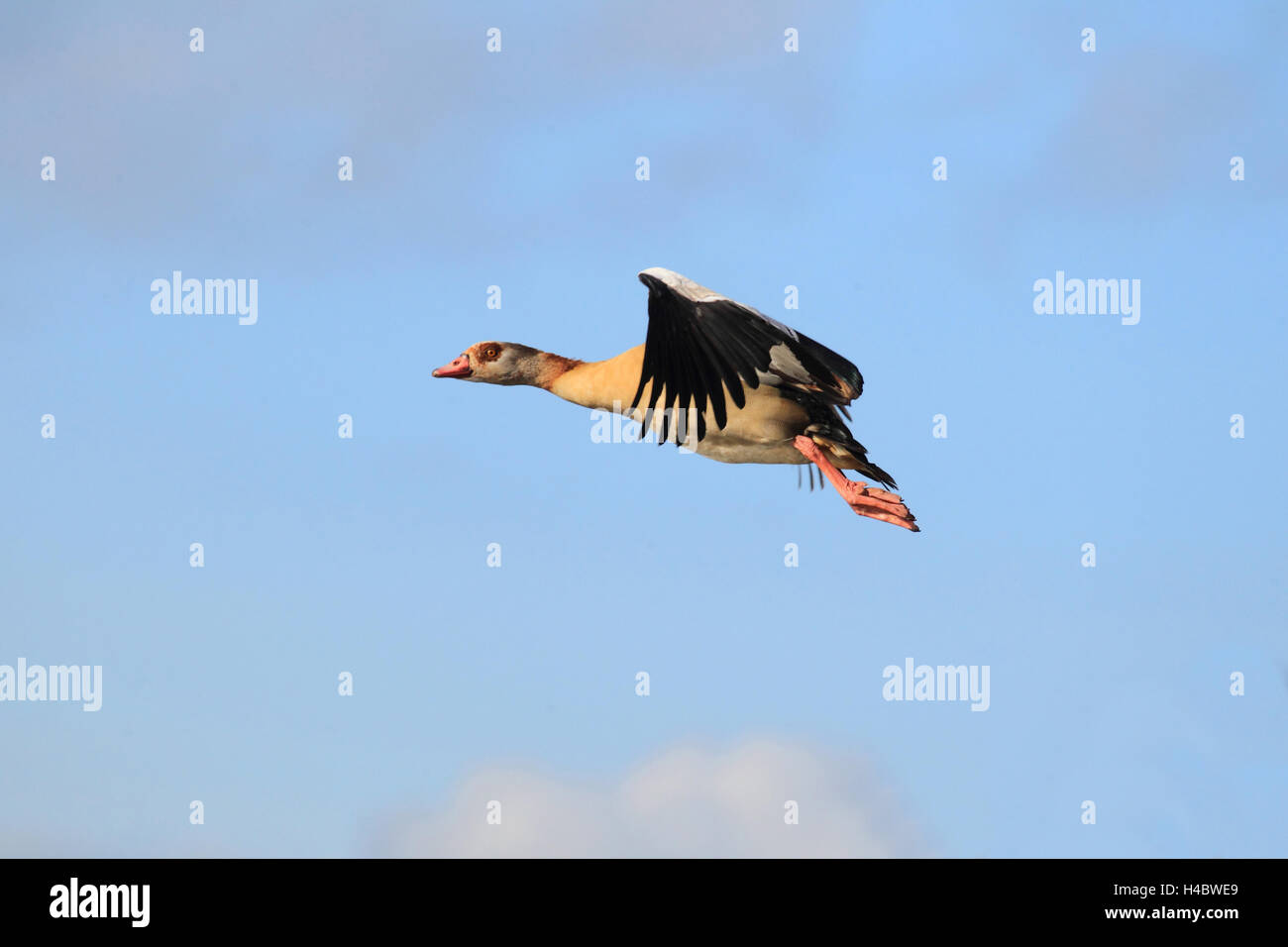 Egyptian goose, fly, Alopochen aegyptiacus Stock Photo - Alamy