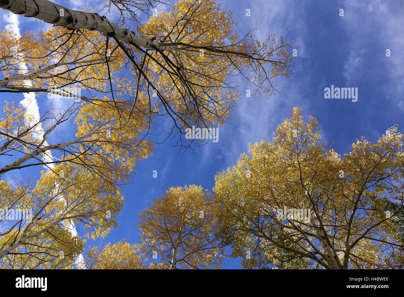 White Birch Tree In Autumn Stock Photos & White Birch Tree In Autumn ...