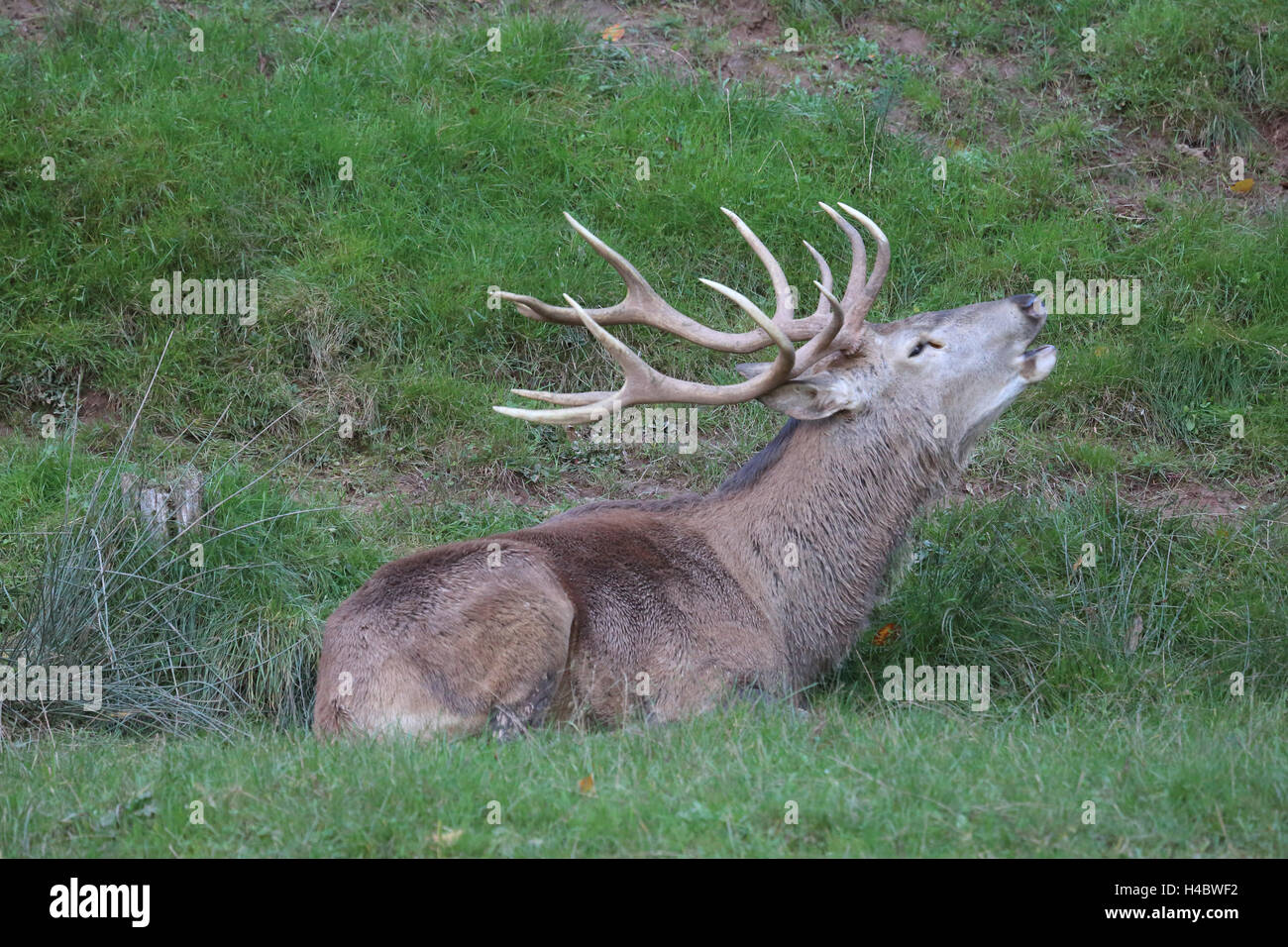 Belling hi-res stock photography and images - Alamy