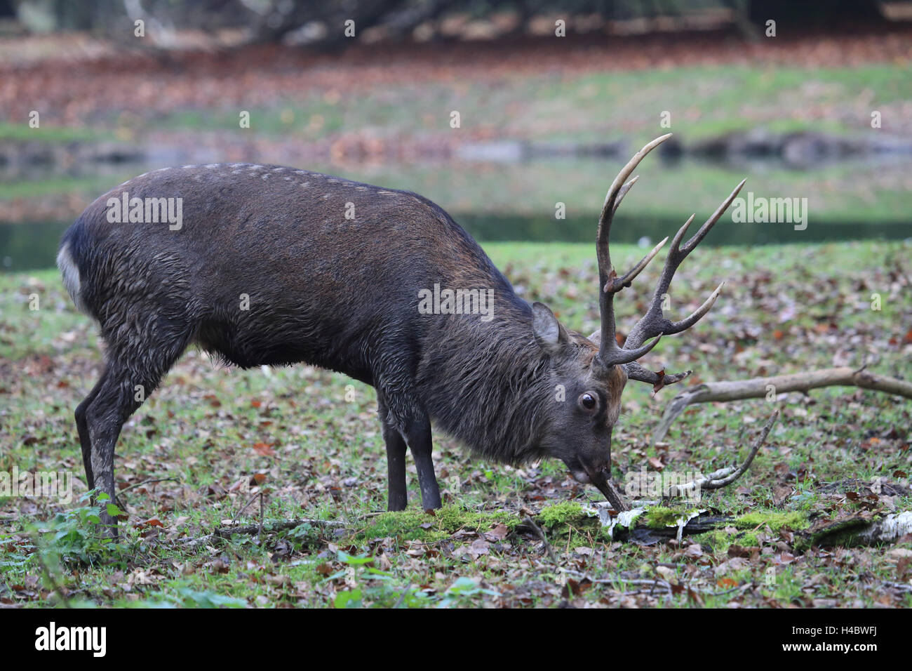 Sika deer, Cervus nippon Stock Photo - Alamy
