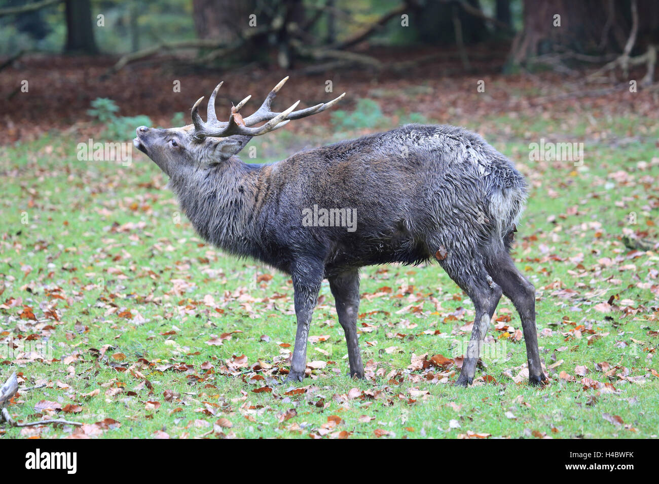 Sika deer, Cervus nippon Stock Photo - Alamy