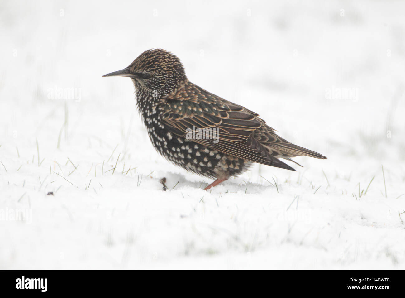 Starling in winter hi-res stock photography and images - Alamy