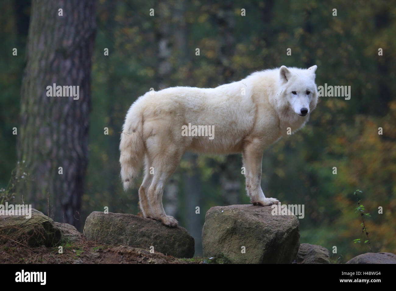 Canis Lupus Albus High Resolution Stock Photography and Images - Alamy