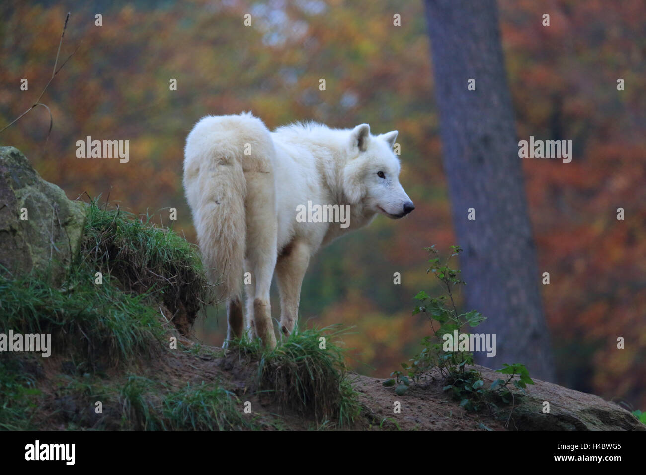 Tundra wolf, Canis lupus albus Stock Photo - Alamy