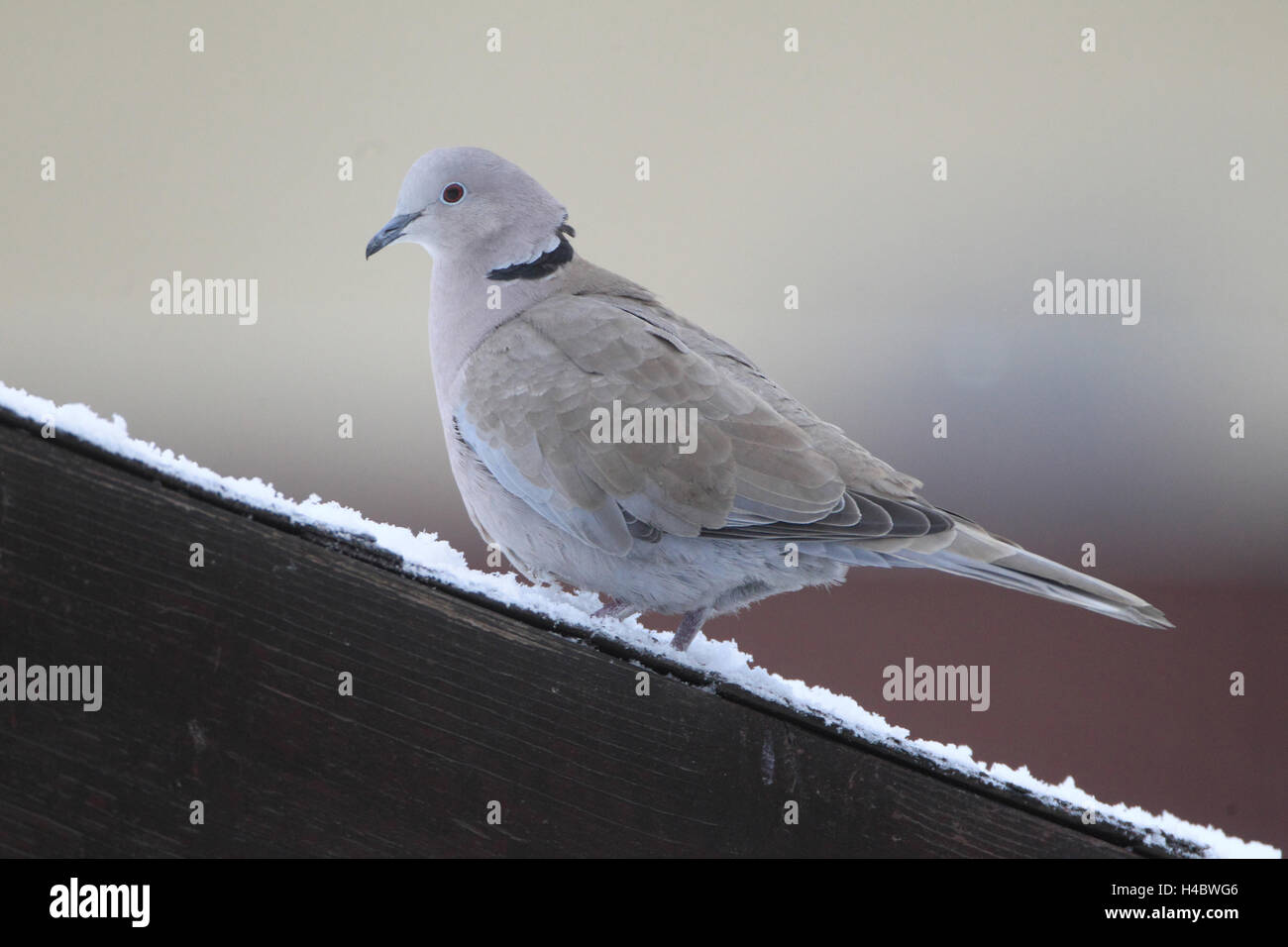 Collared dove snow hi-res stock photography and images - Alamy