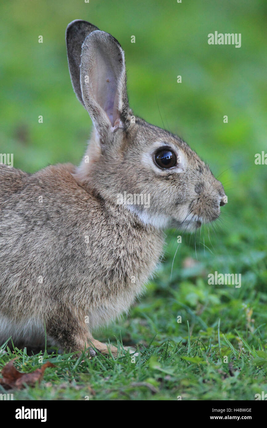 Rabbits hi-res stock photography and images - Alamy
