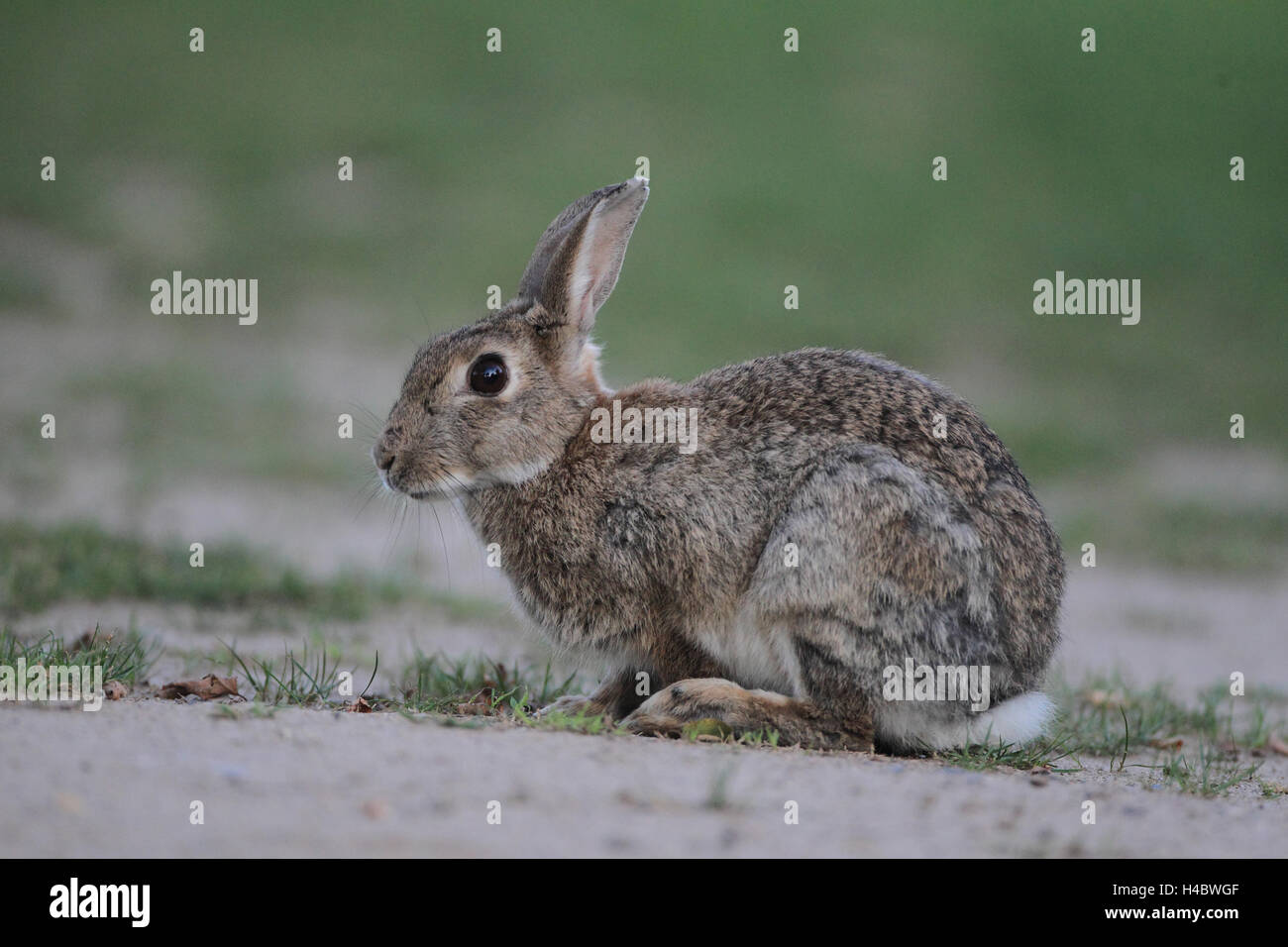 Oryctolatus cuniculus hi-res stock photography and images - Alamy