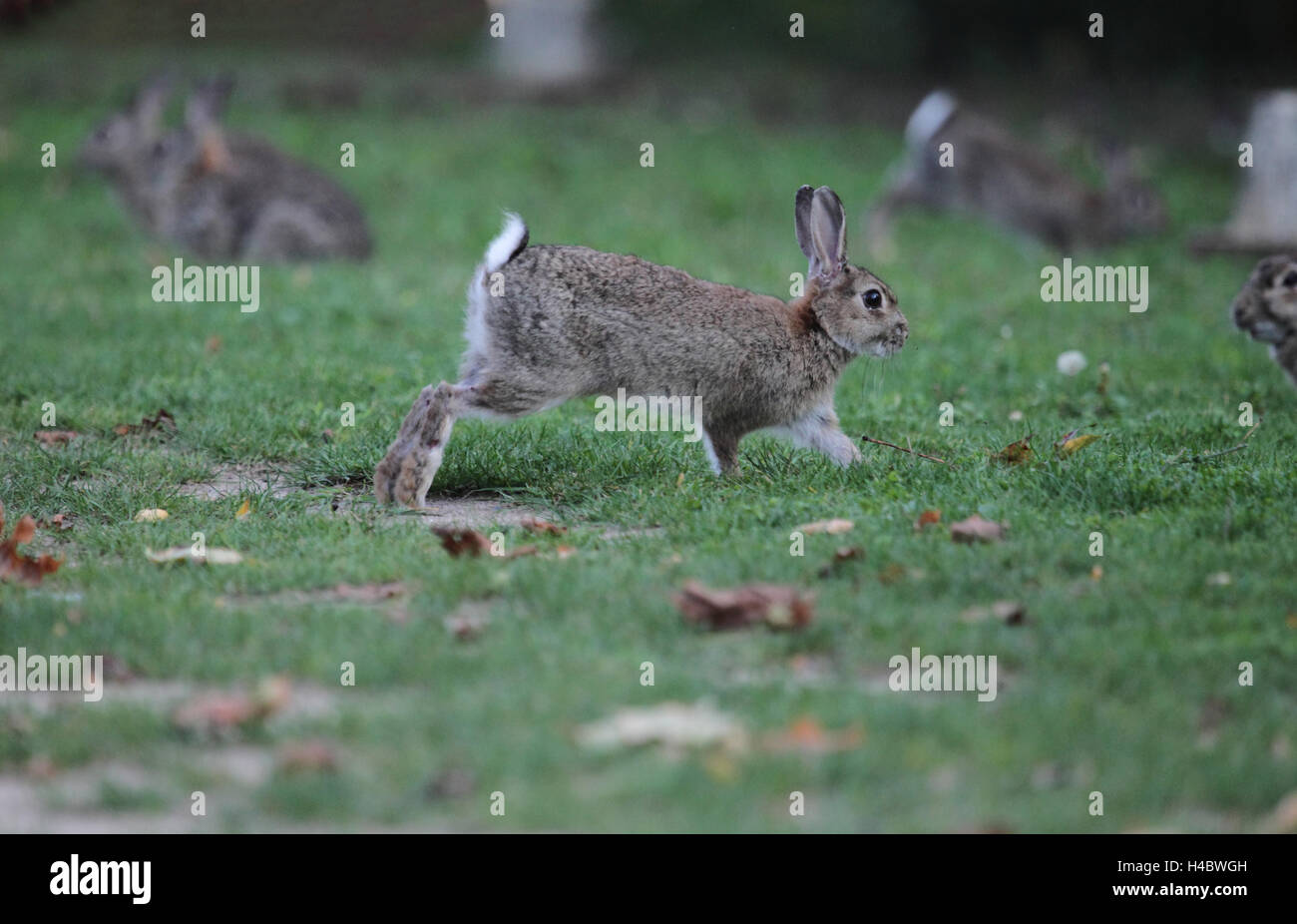 Common rabbits hi-res stock photography and images - Alamy