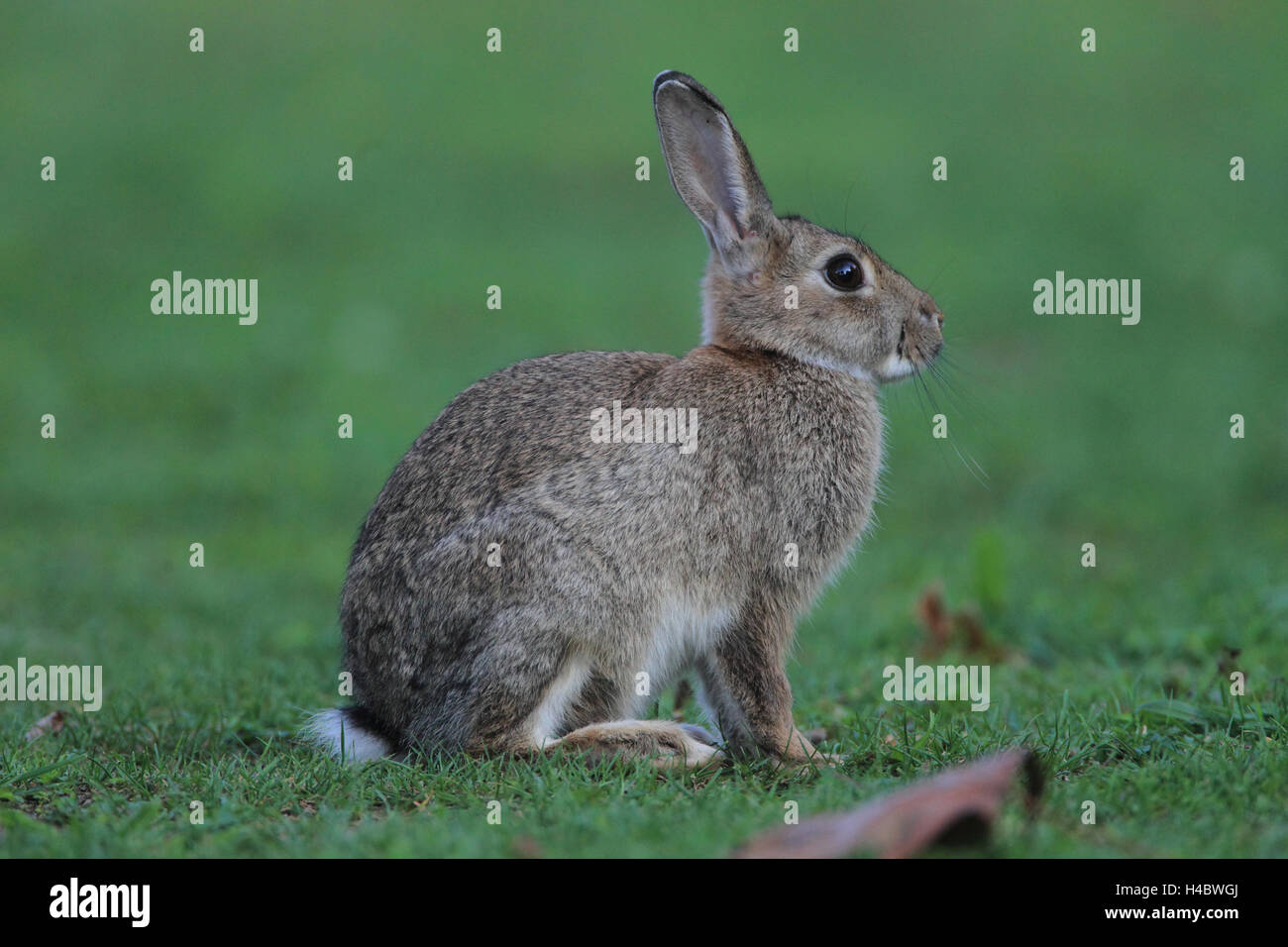 Common rabbits, Oryctolagus cuniculus Stock Photo - Alamy